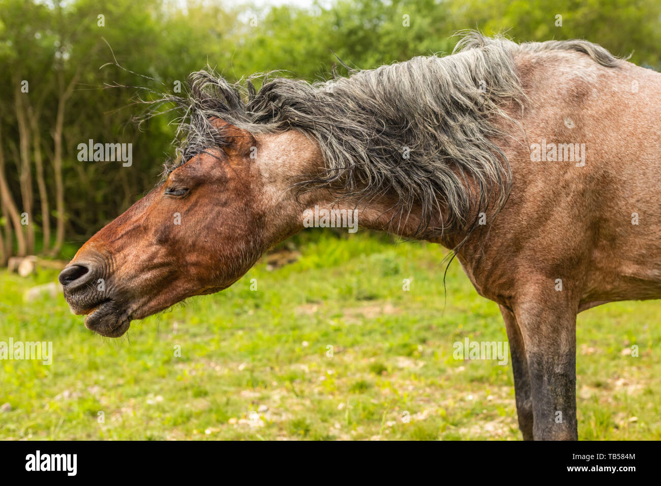Stallion side profile hi-res stock photography and images - Alamy