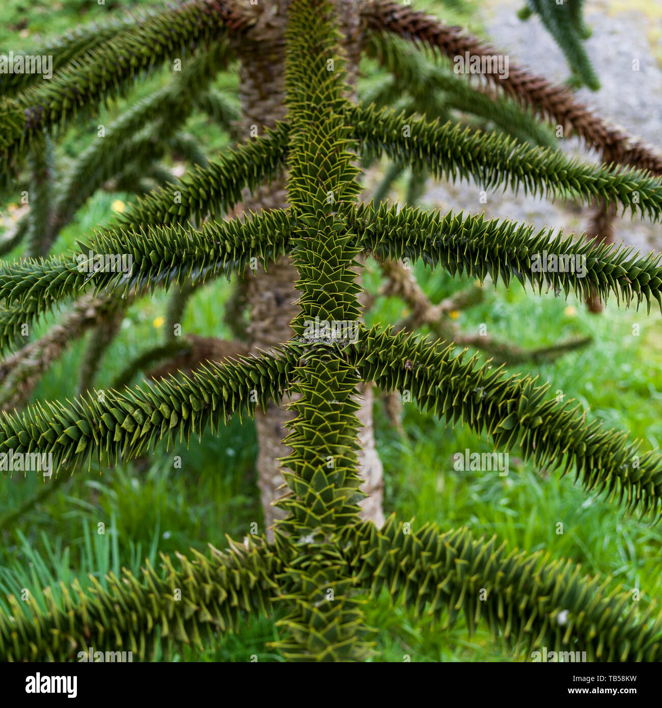Monkey Puzzle Tree (Araucaria araucana), Beacon Hill Park, Victoria ...
