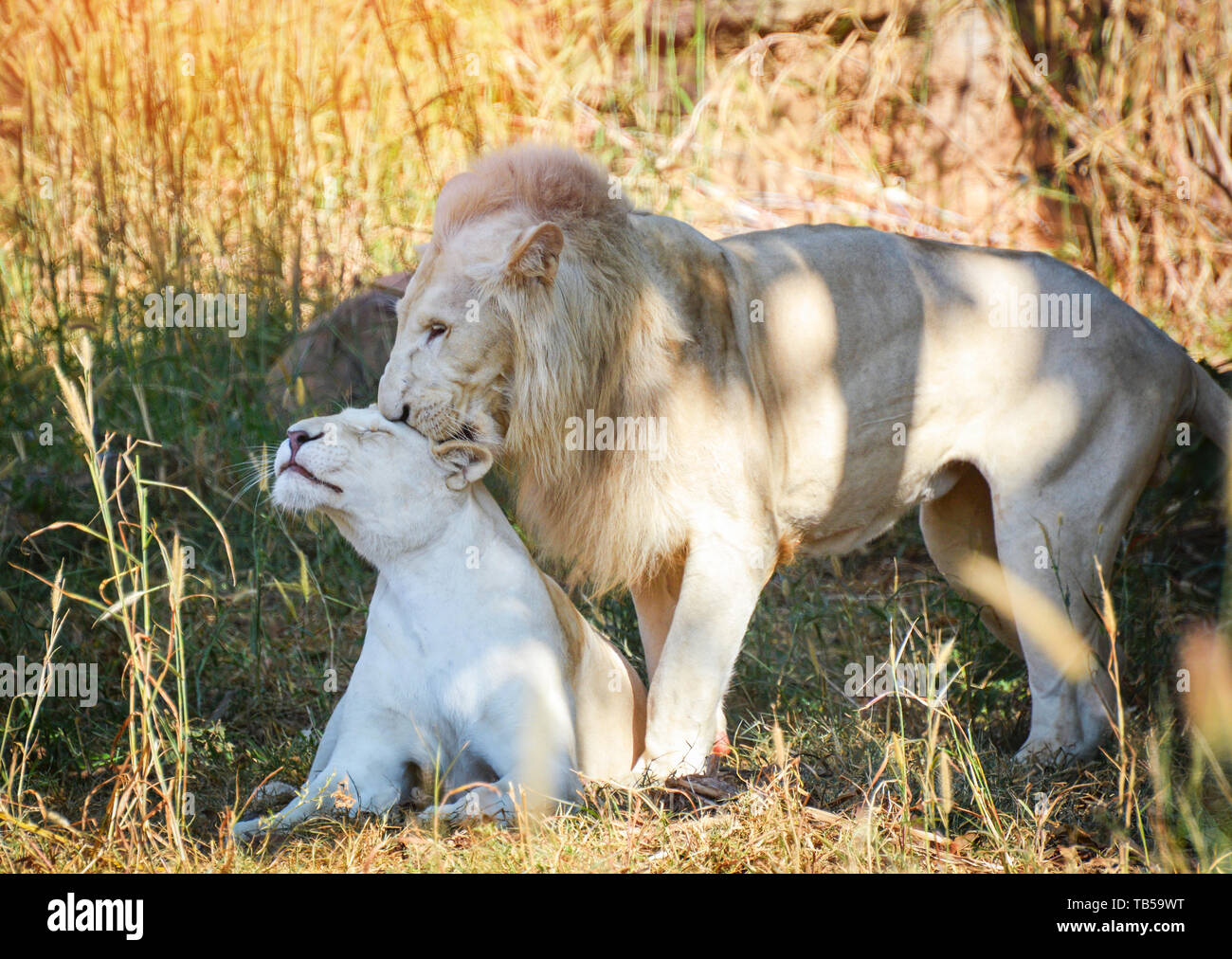 Wild White Lion King