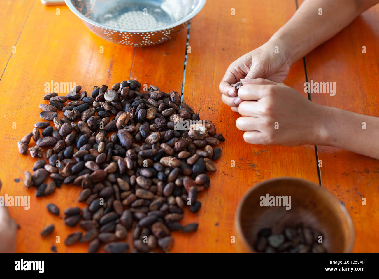 Cracking and deshelling roasted cocoa (Theobroma cacao) beans by hand ...