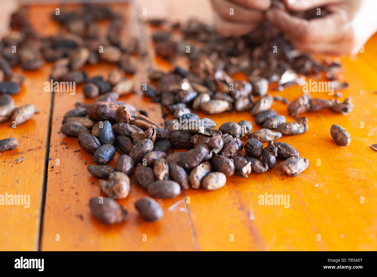 Cracking and deshelling roasted cocoa (Theobroma cacao) beans by hand ...