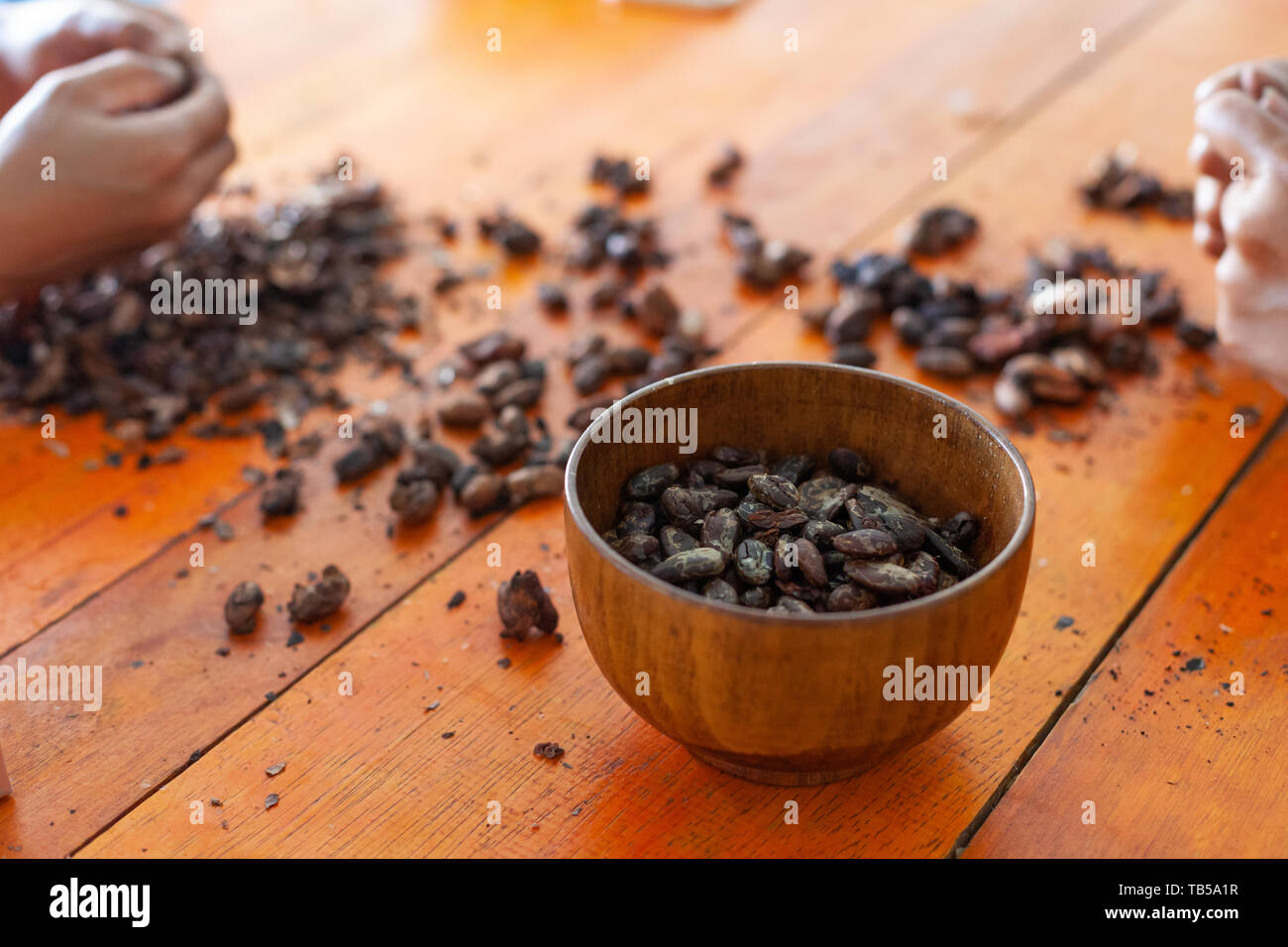 Cracking and deshelling roasted cocoa (Theobroma cacao) beans by hand ...