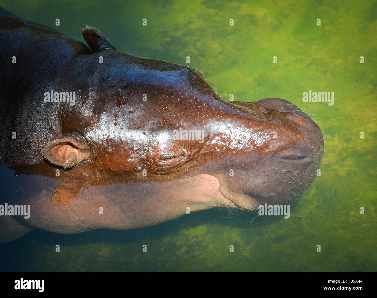 Hippopotamus floating on the water in hippo farm in the wildlife ...