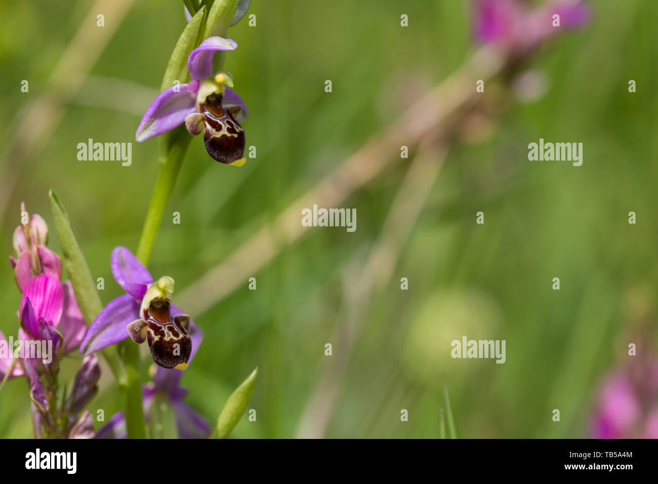 Hari bulbul plant of the Orchid family. Wild plant in habitat in the ...