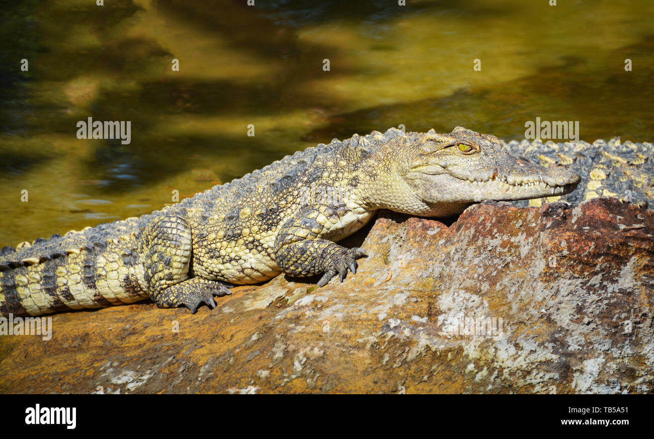 Crocodile lying relaxing on stone near the water in crocodiles farm ...