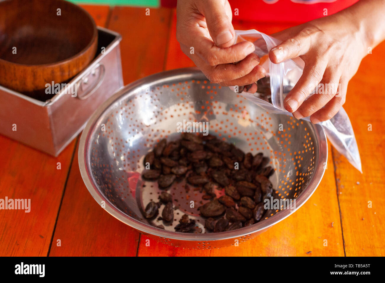 Packing freshly roasted, cracked, and deshelled cocoa nibs (Theobroma ...