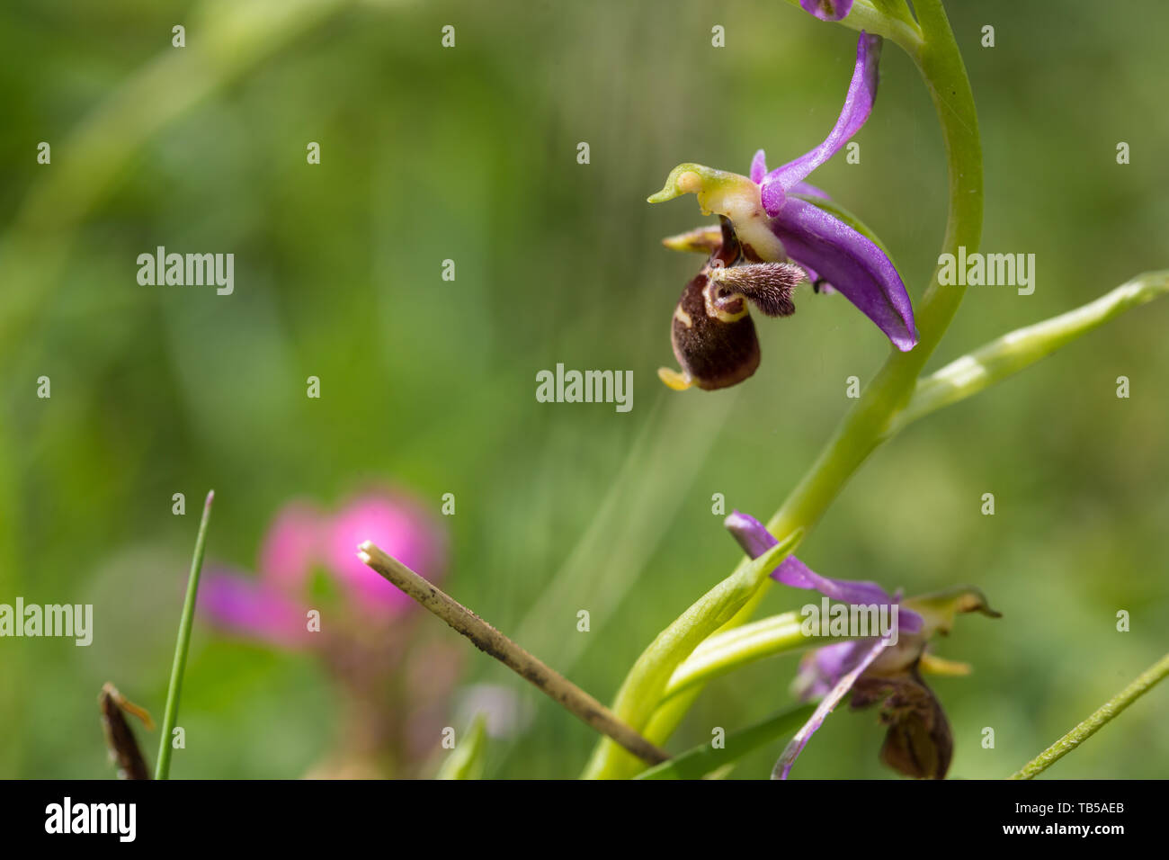 Hari bulbul plant of the Orchid family. Wild plant in habitat in the ...