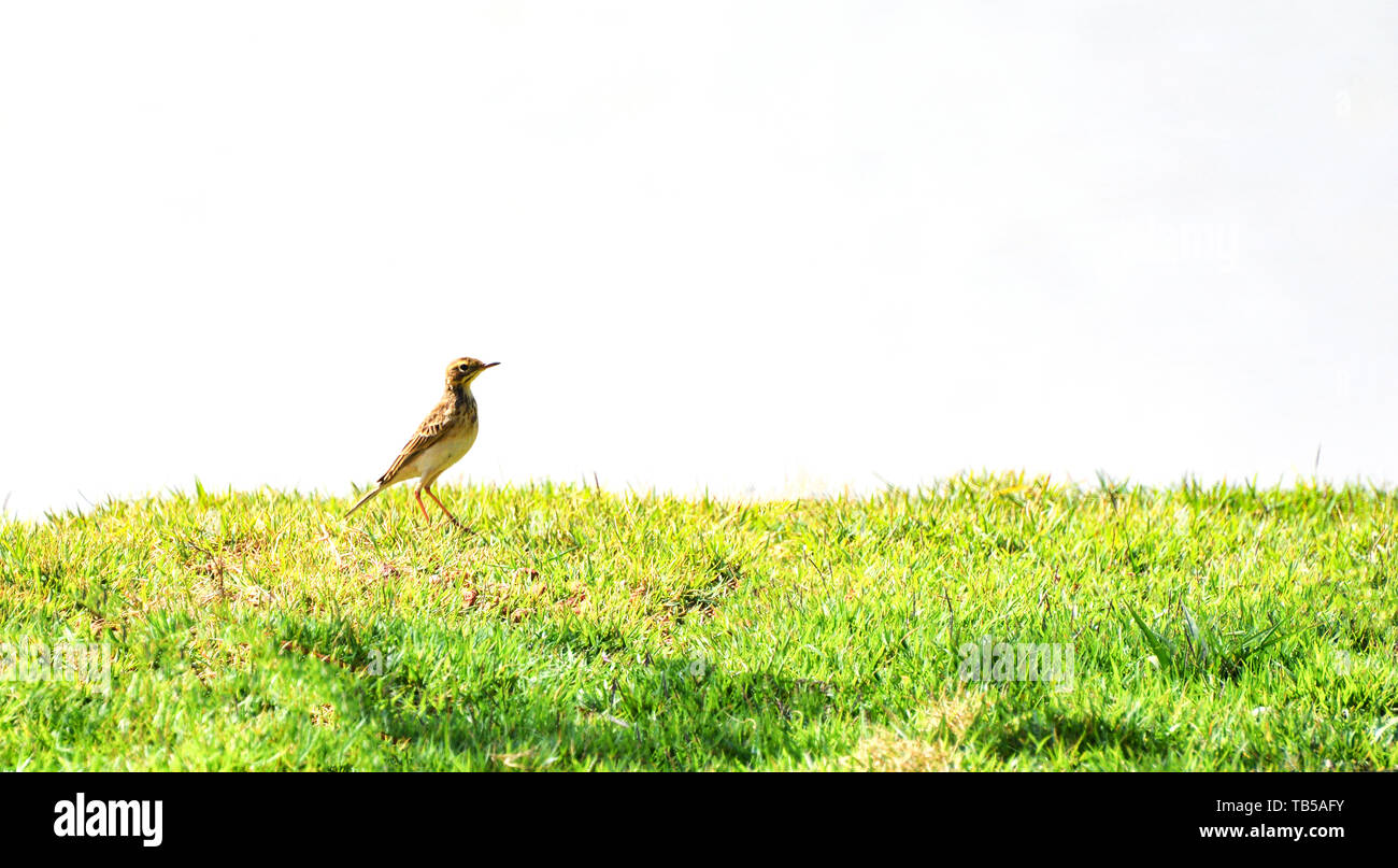 Little bird walking in green grass field garden on white background ...