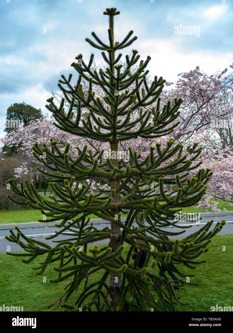 Monkey Puzzle Tree Araucaria Araucana Beacon Hill Park Victoria