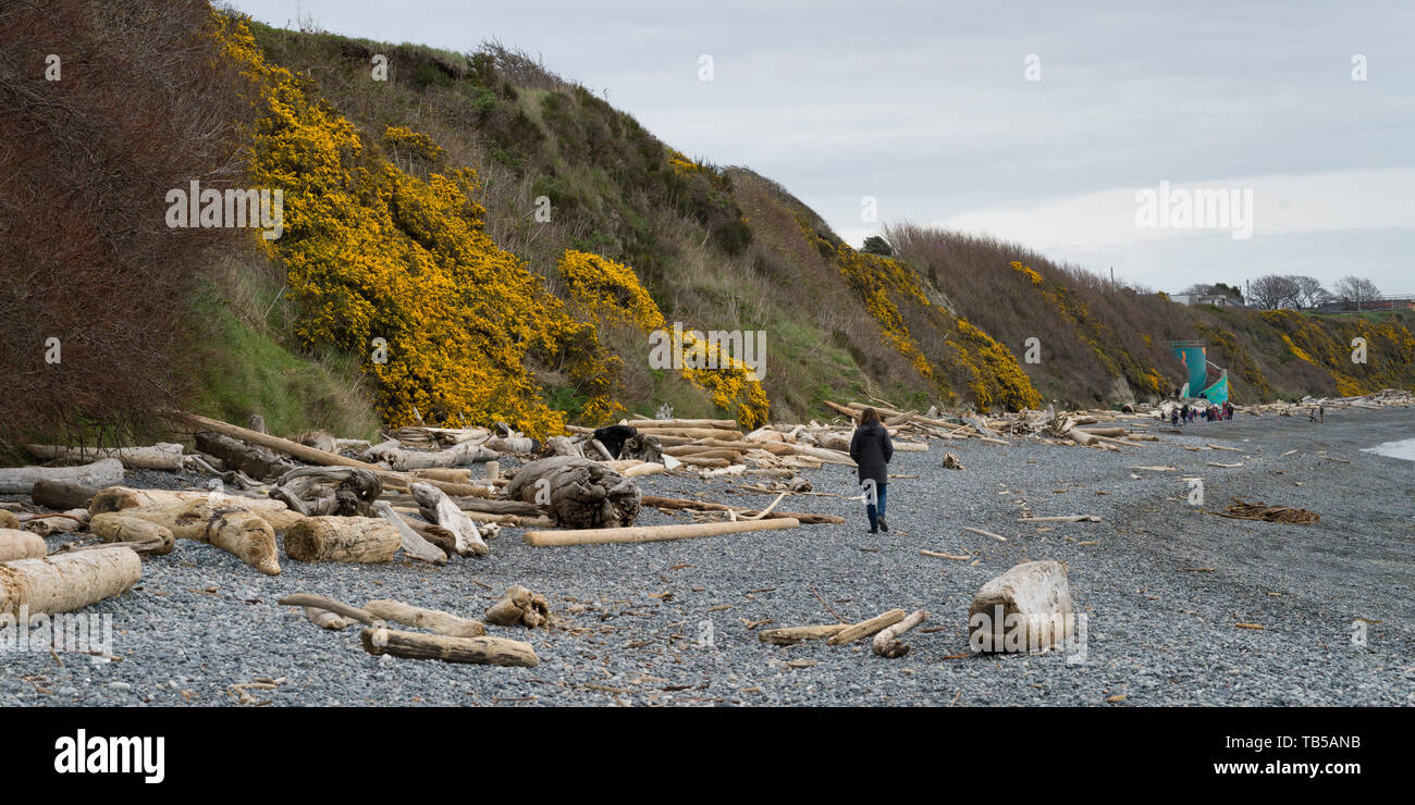 Tourist walking on Spiral Beach, Victoria, British Columbia, Canada ...