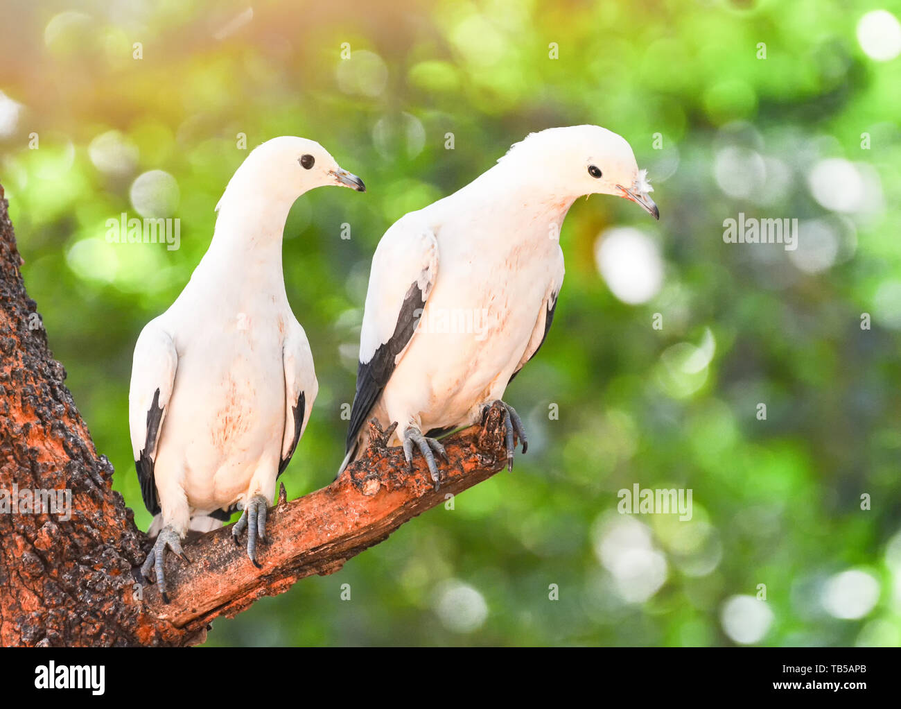 Pied Imperial Pigeon bird dove on branch tree in nature green ...