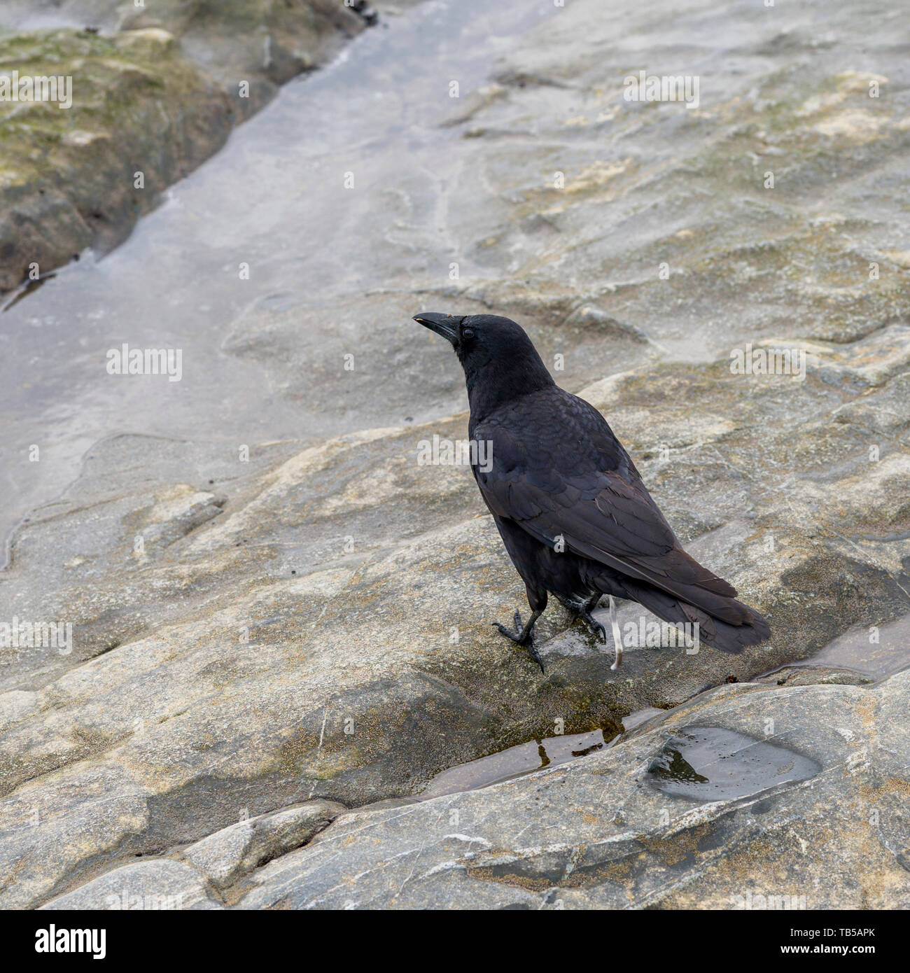 High angle view of raven on Spiral Beach, Victoria, British Columbia ...