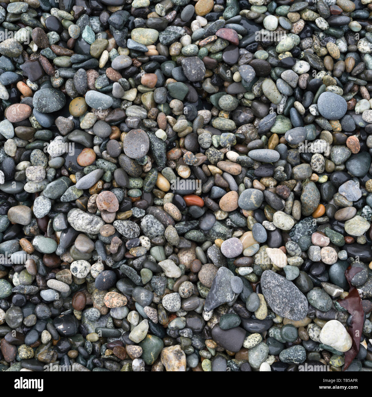 Pebbles on beach vancouver island hi-res stock photography and images ...
