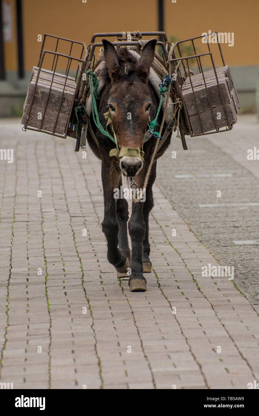 Donkey carrying bricks hi-res stock photography and images - Alamy