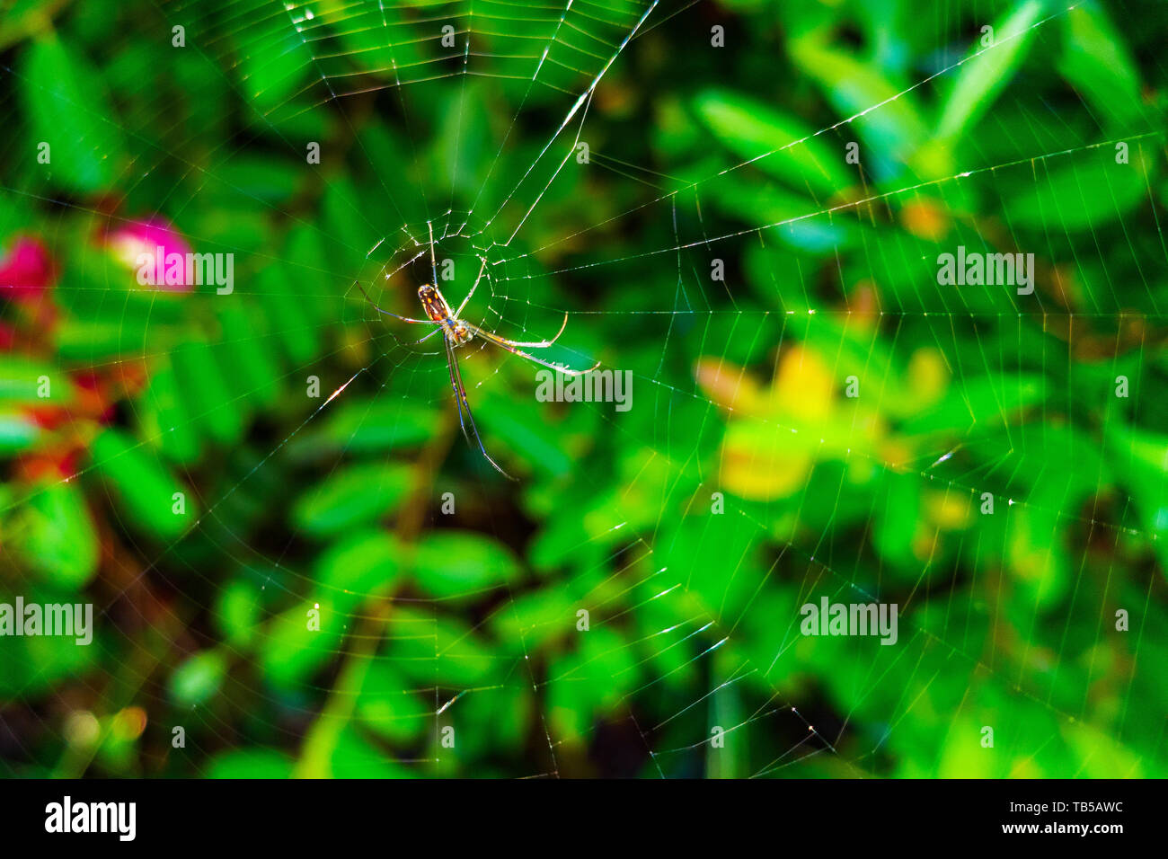 Spider Built Net Trap High Resolution Stock Photography and Images - Alamy