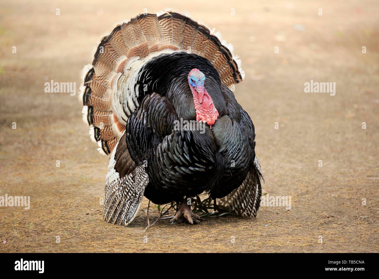 Common turkey (Meleagris gallopavo), mating male, Kangaroo Island ...