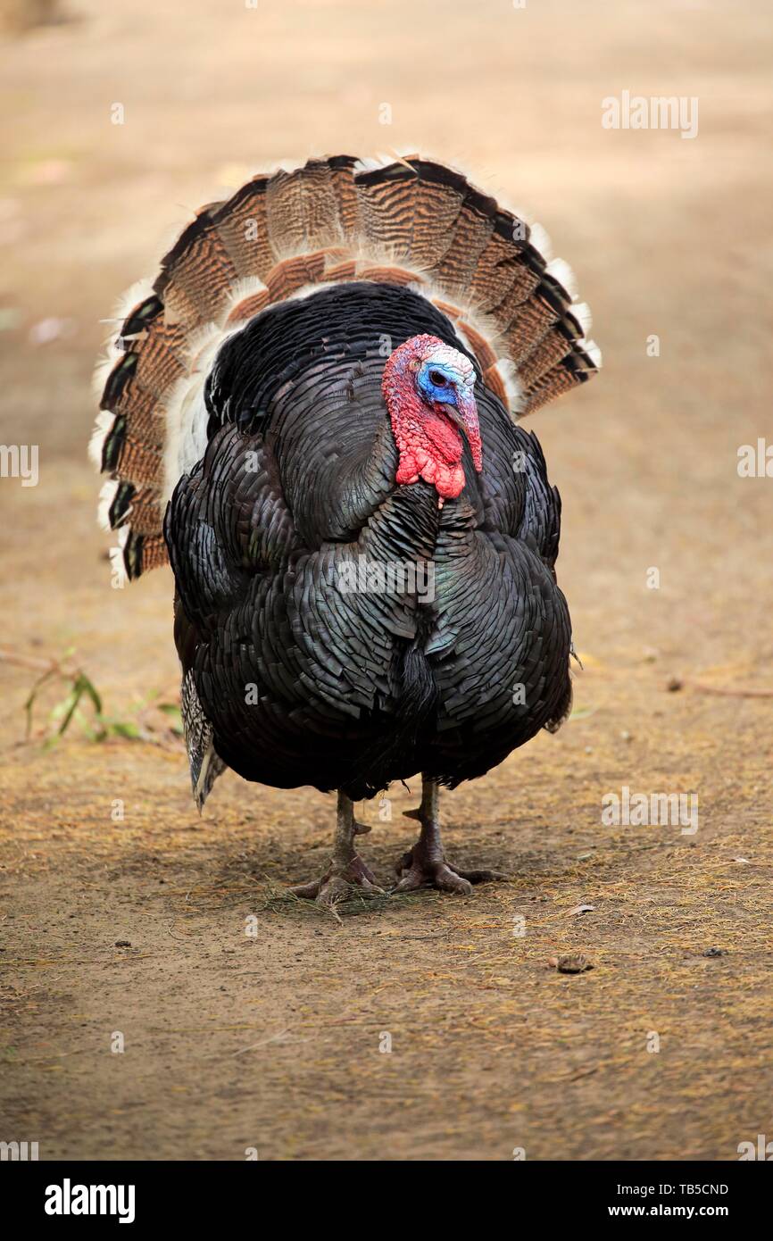 Common turkey (Meleagris gallopavo), mating male, Kangaroo Island ...