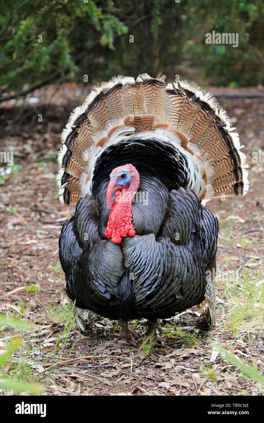 Common turkey (Meleagris gallopavo), mating male, Kangaroo Island ...