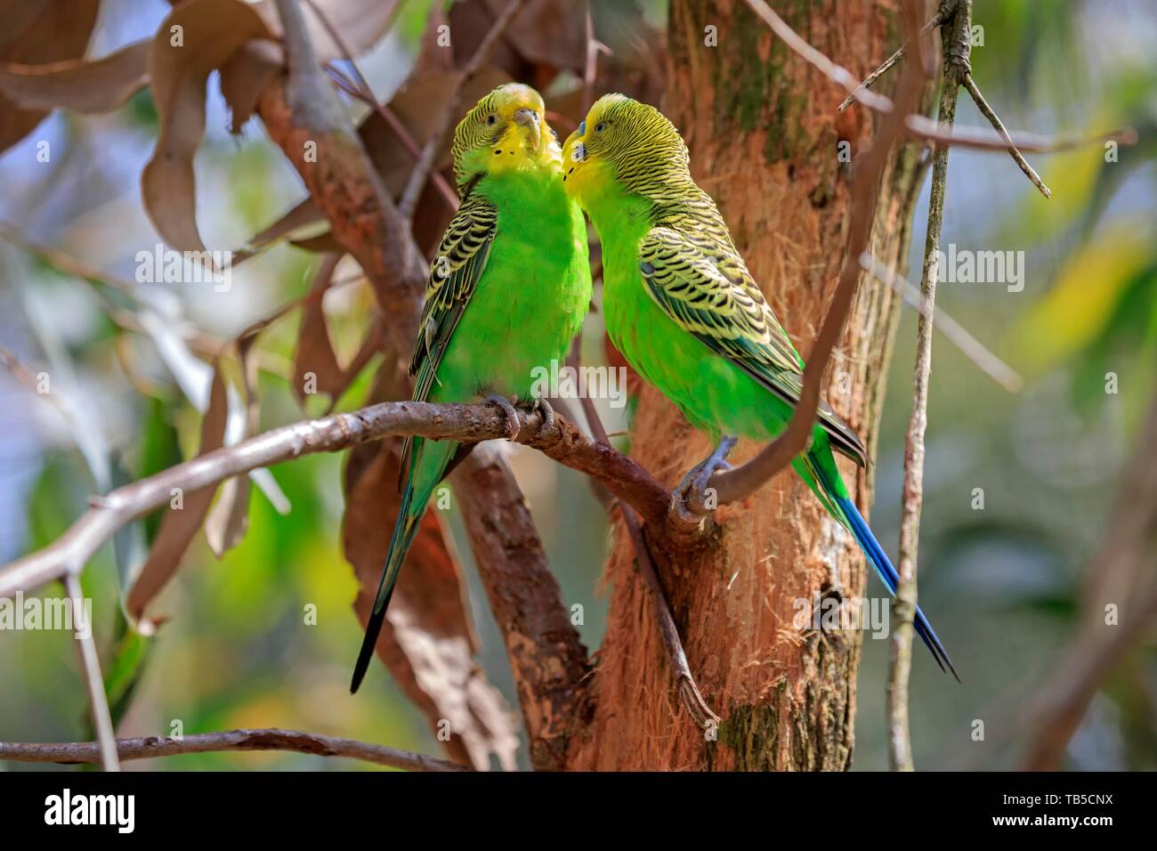 Budgies australia hi-res stock photography and images - Alamy