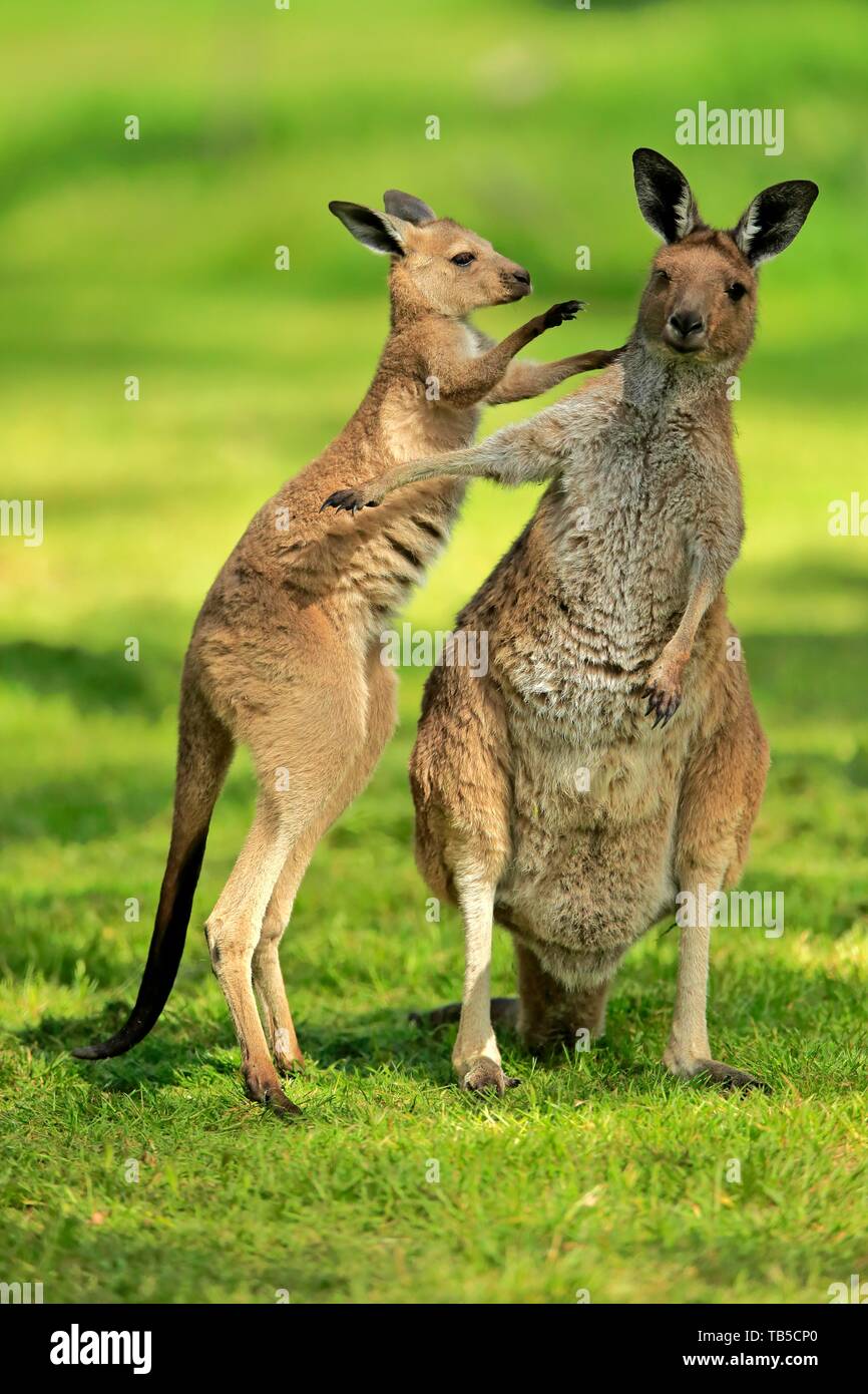 Kangaroo behaviour hi-res stock photography and images - Alamy