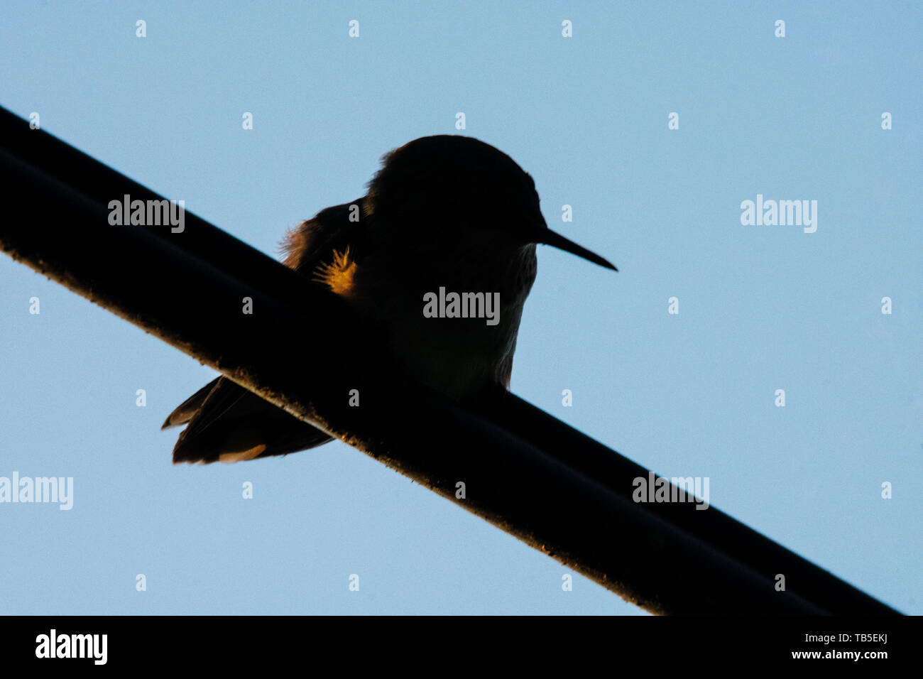 A Hummingbird Resting Stock Photo - Alamy