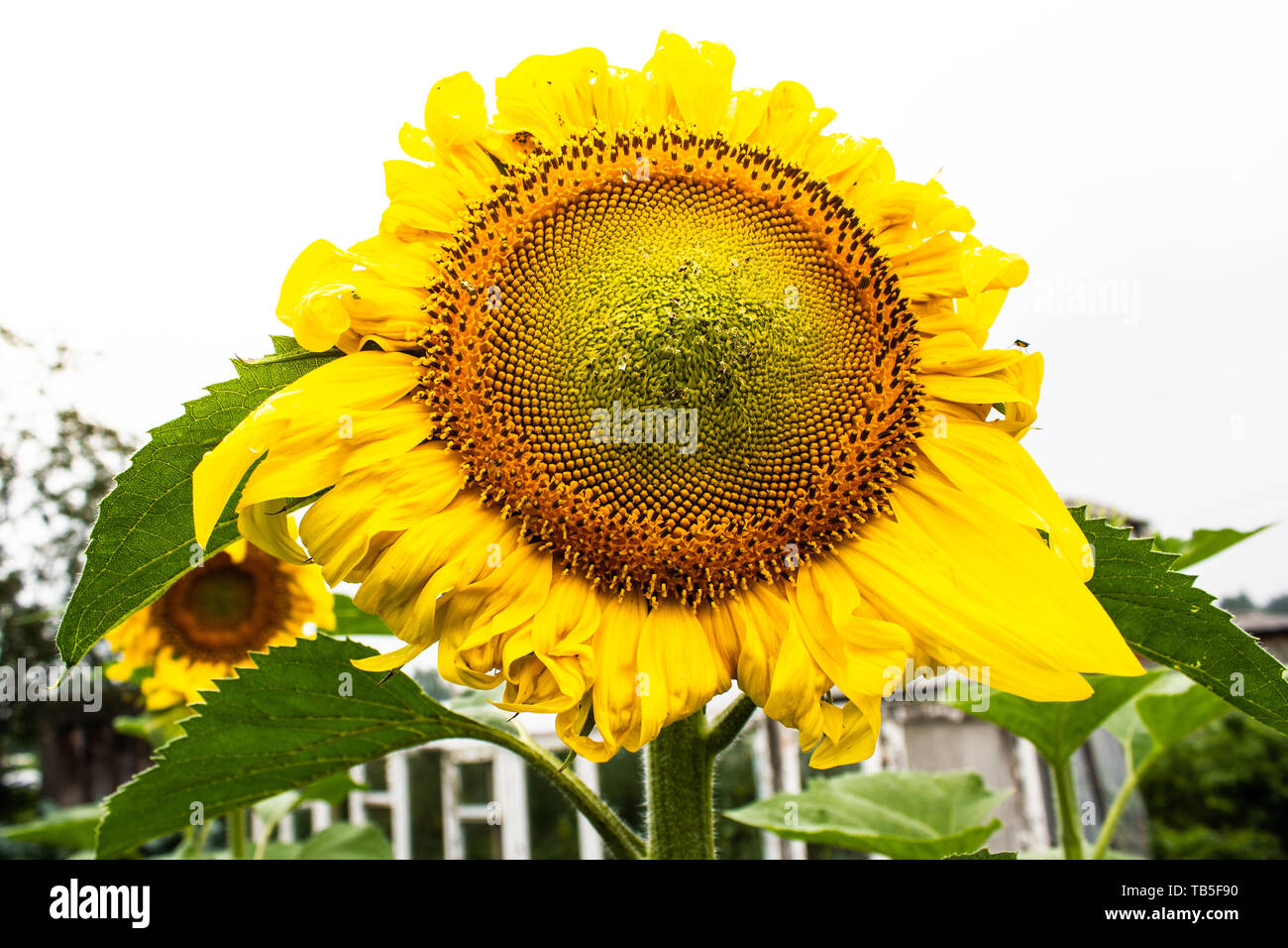 Sunflower grows in garden. Summer joyous flower, symbol of sun Stock ...
