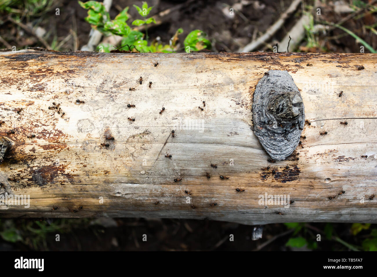 Hardworking ants on log. Insects run on horizontal tree Stock Photo - Alamy