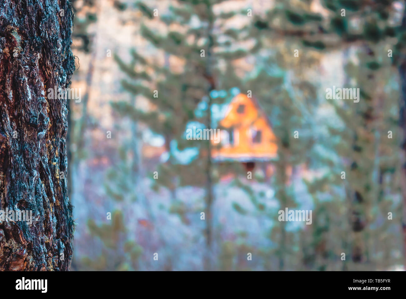 Wooden house in pine forest. Building is hidden behind trees. Outdoor ...