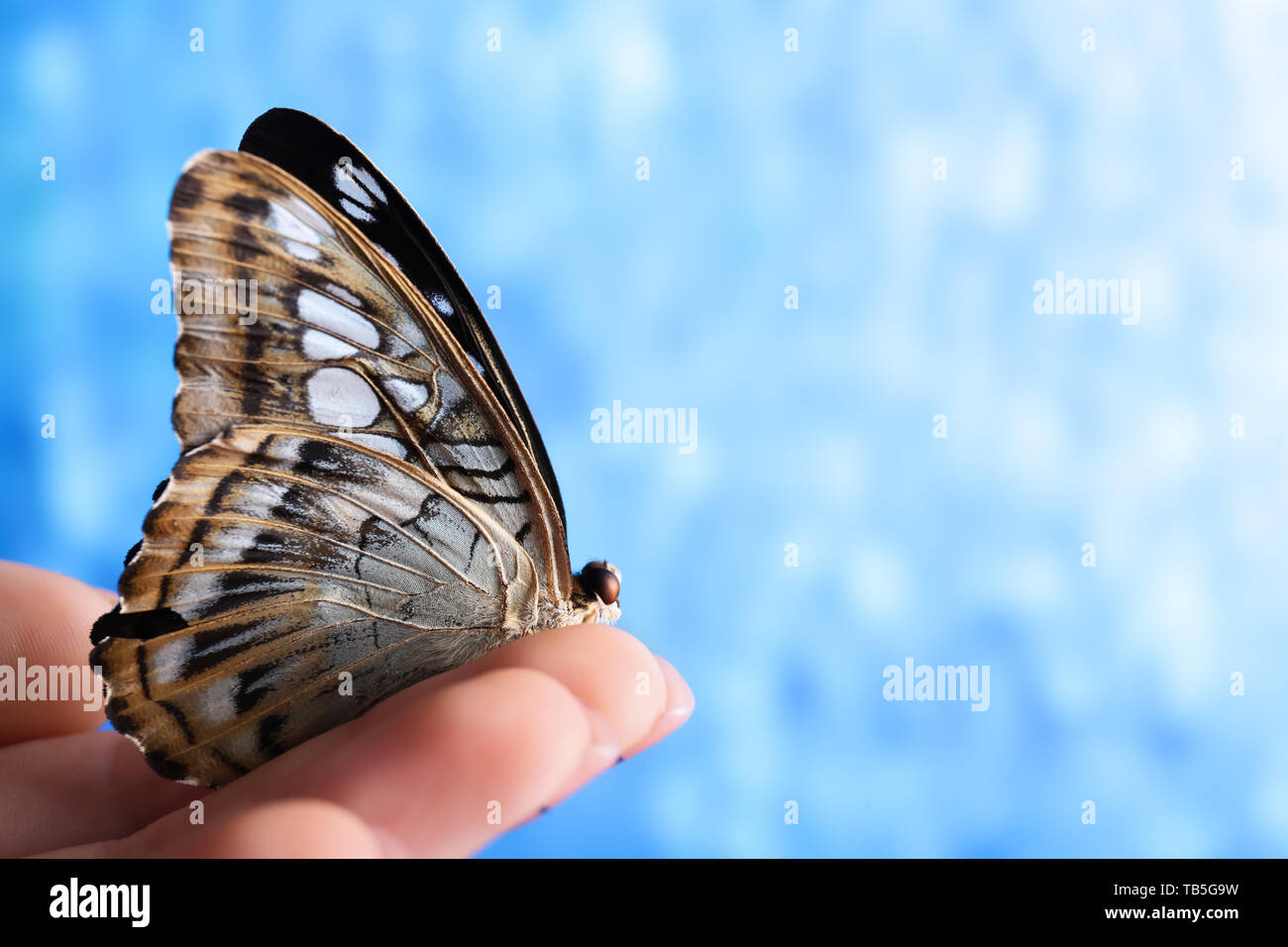 Beautiful butterfly sitting on female hand against color background ...