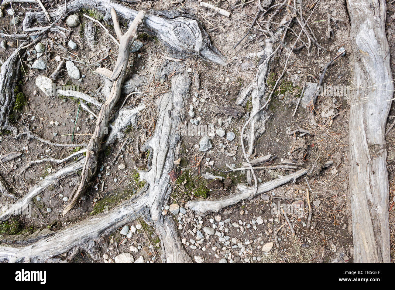 Old tree roots as background Stock Photo - Alamy
