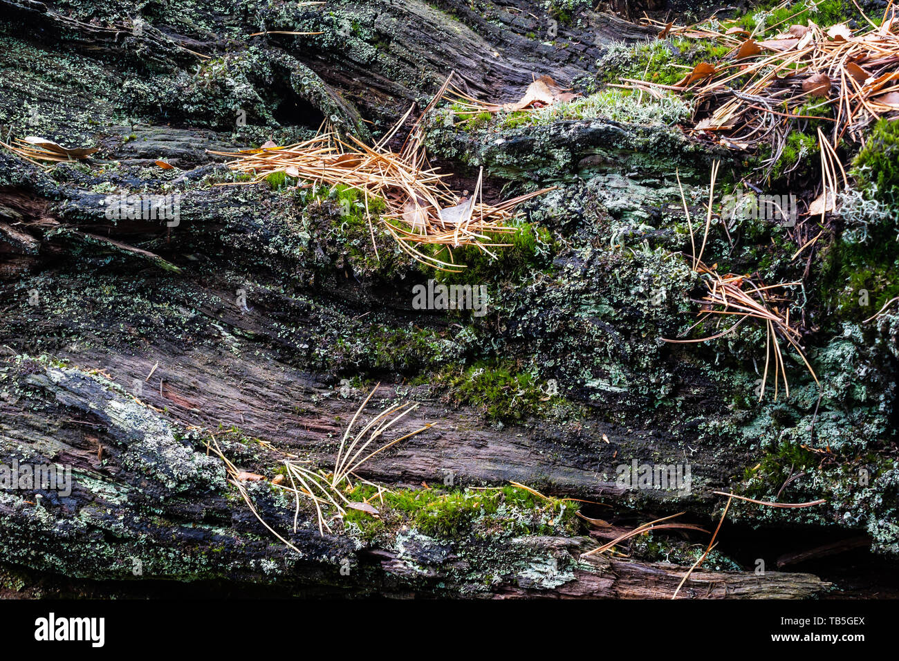 Old log with wood texture as background Stock Photo - Alamy