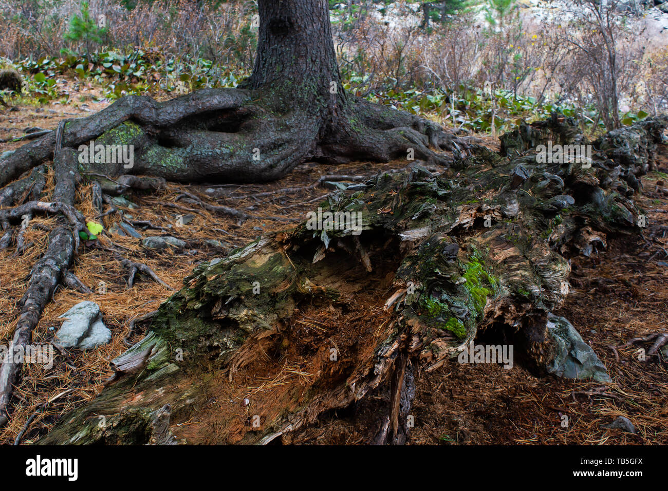 Old moss covered tree in forest Stock Photo - Alamy