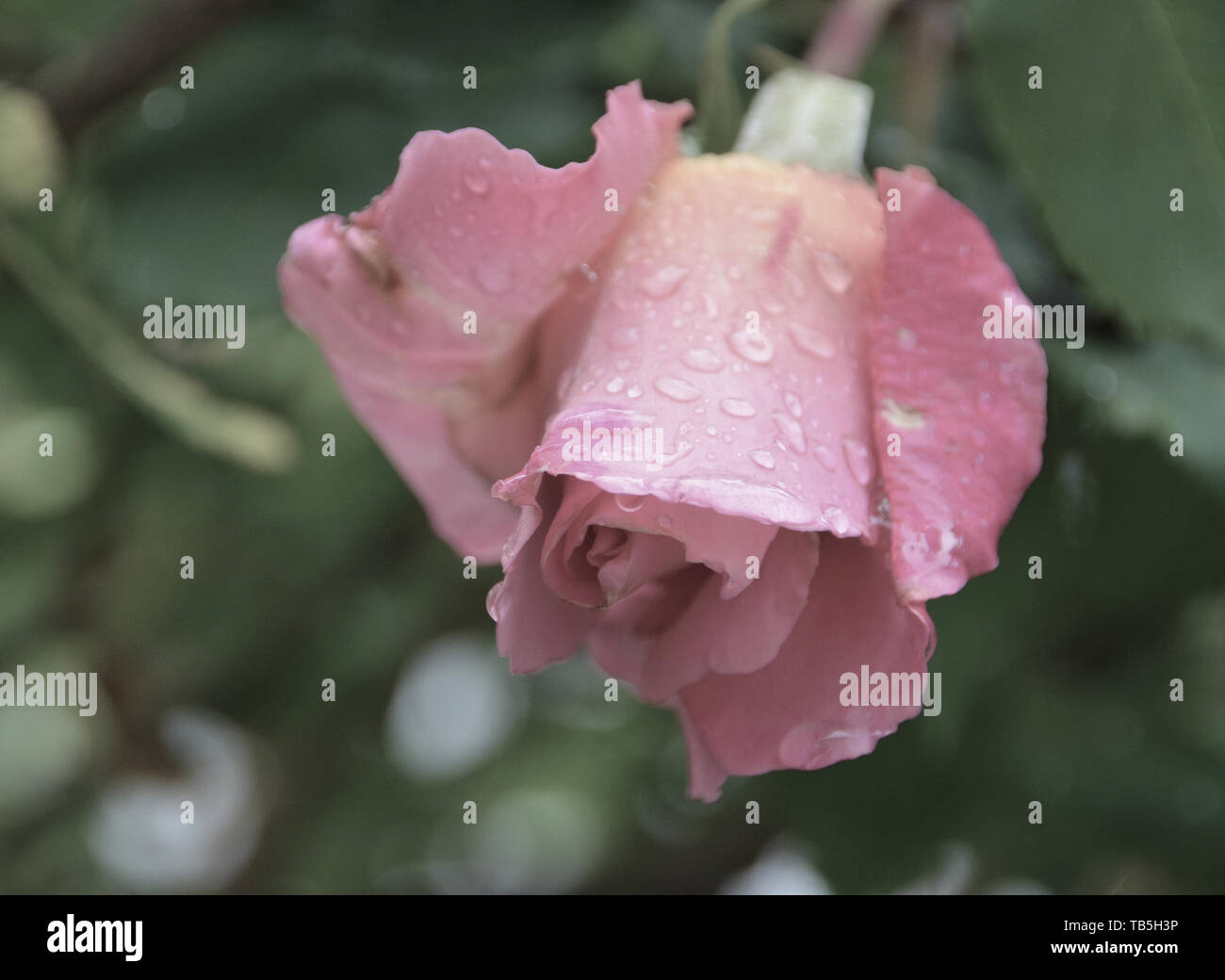 A blooming rose after a rainfall Stock Photo - Alamy