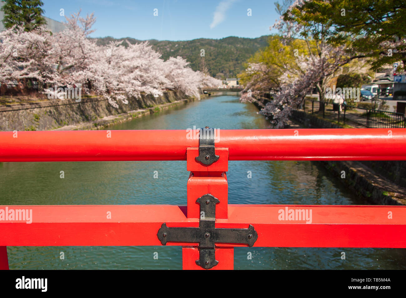 Cherry Blossom, canal and bridge parapet, Kyoto City. Traditional red ...