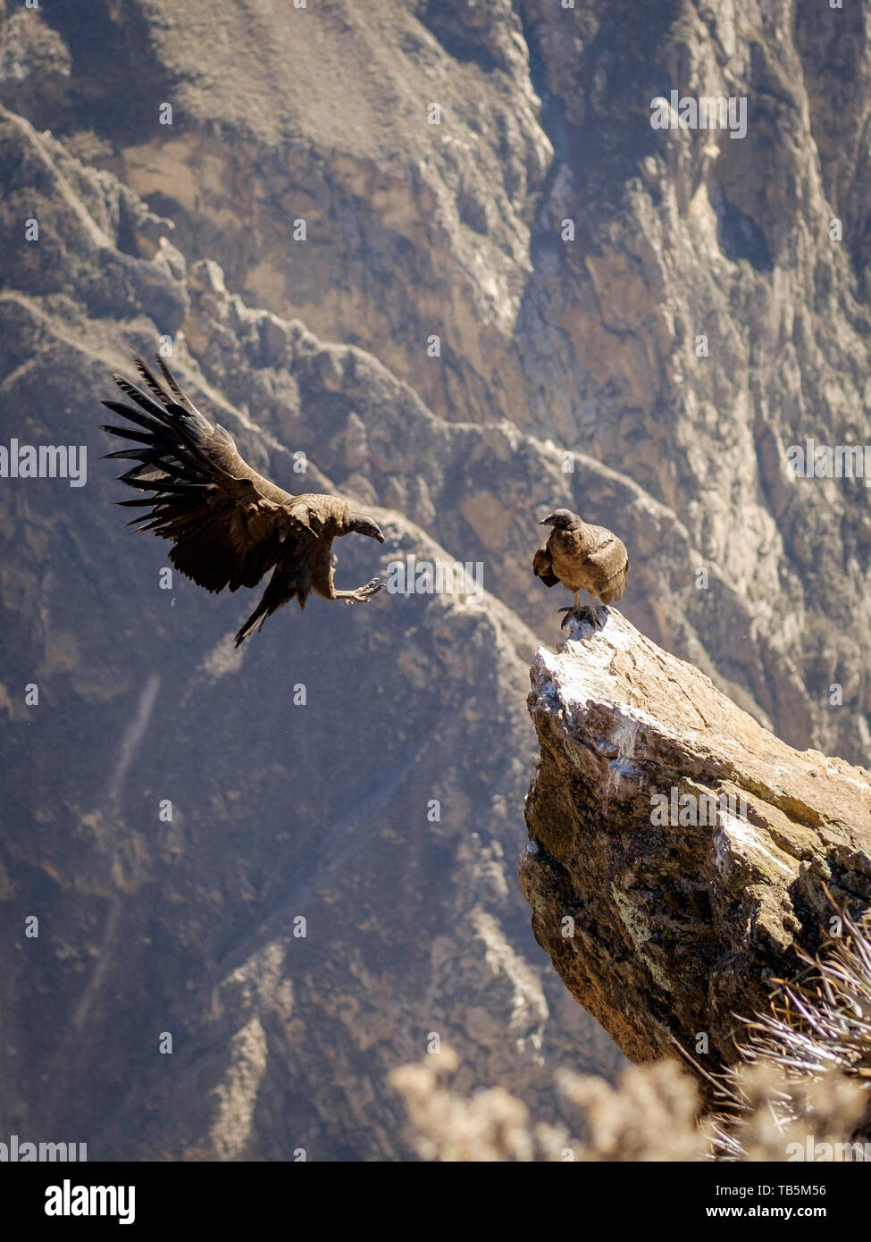 Andean Condor (Vultur gryphus) perched on a rock ledge and flying over ...