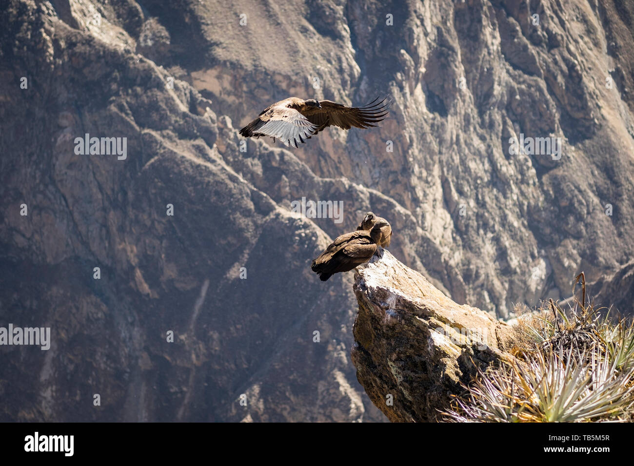 Andean Condor (Vultur gryphus) perched on a rock ledge and flying over ...