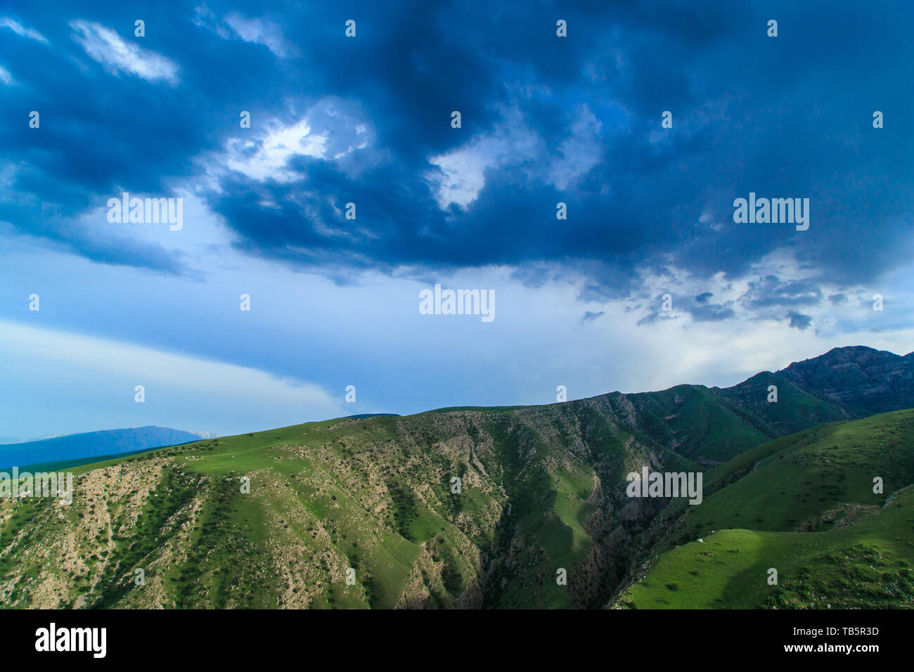 Iran Plant High Resolution Stock Photography and Images - Alamy