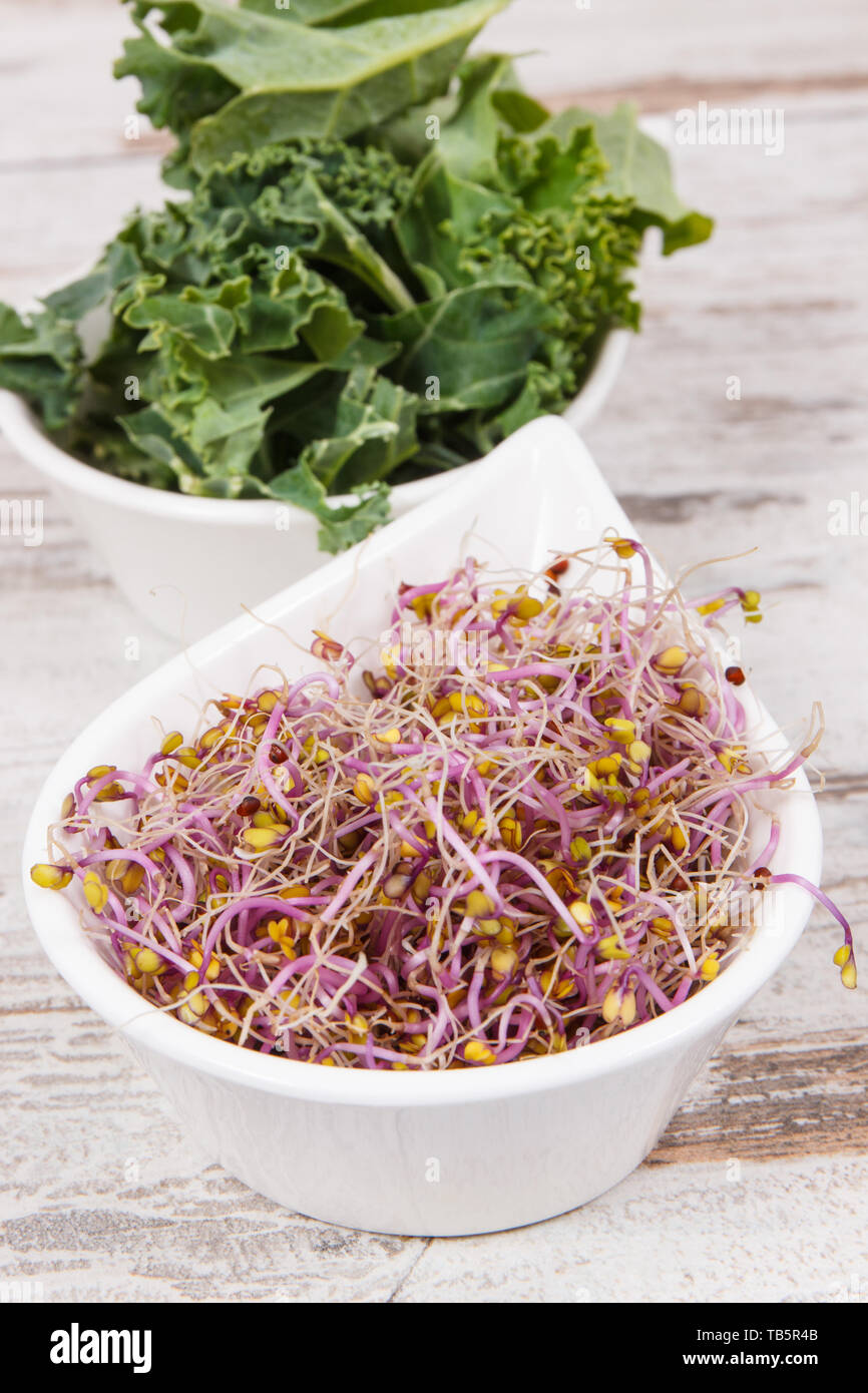 Nutritious sprouted kale seeds and green curled leaves of vegetable ...