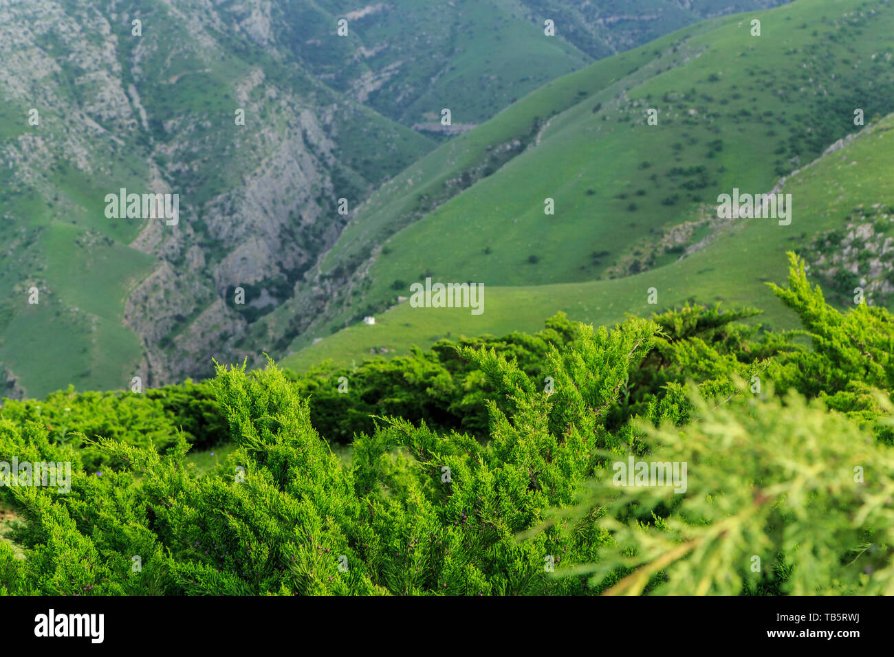 Iran Plant High Resolution Stock Photography and Images - Alamy