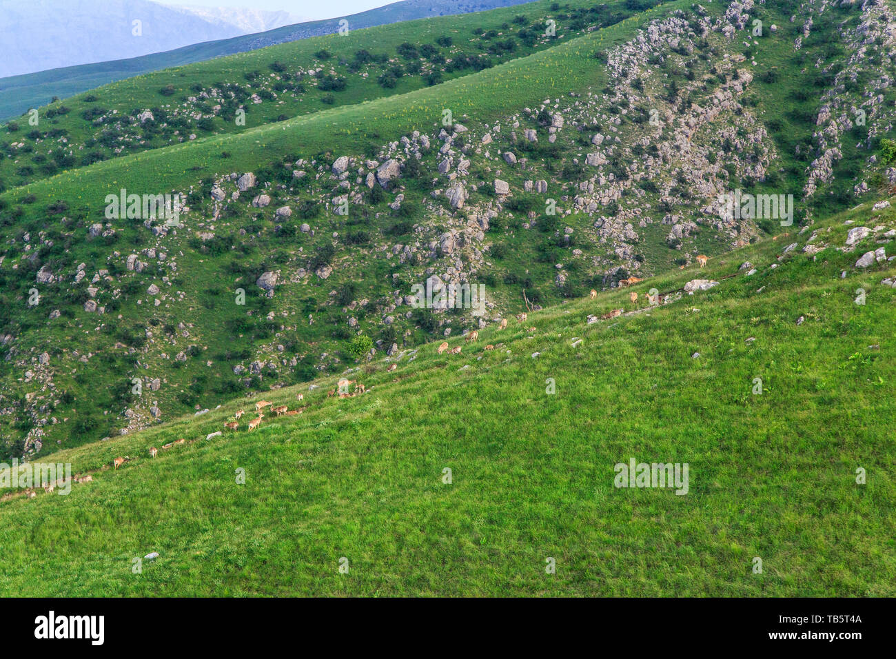 The mountains of the Iran and Turkmenistan on a summer day, greenery ...