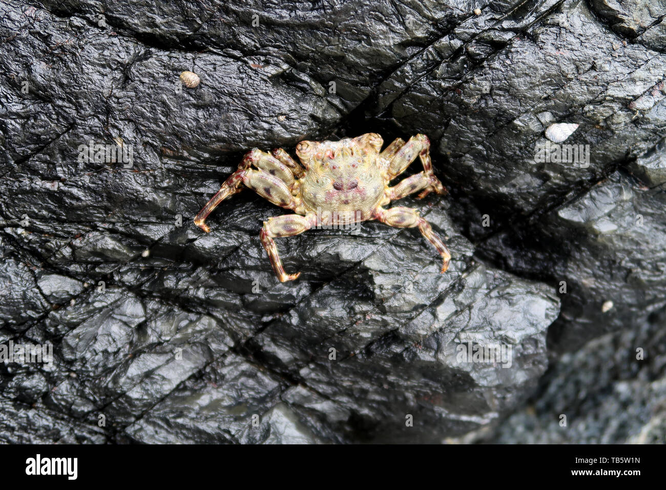 The clinging crab hi-res stock photography and images - Alamy