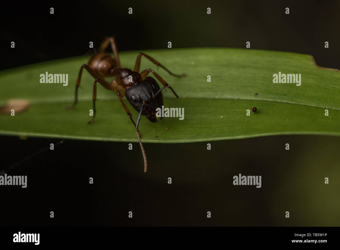 A carpenter ant (Camponotus) from lowland Ecuadorian Amazon jungle ...