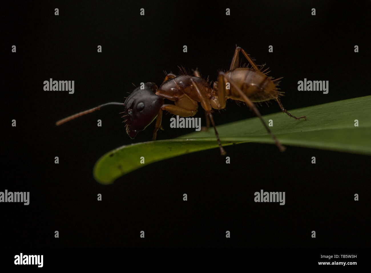 A carpenter ant (Camponotus) from lowland Ecuadorian Amazon jungle ...