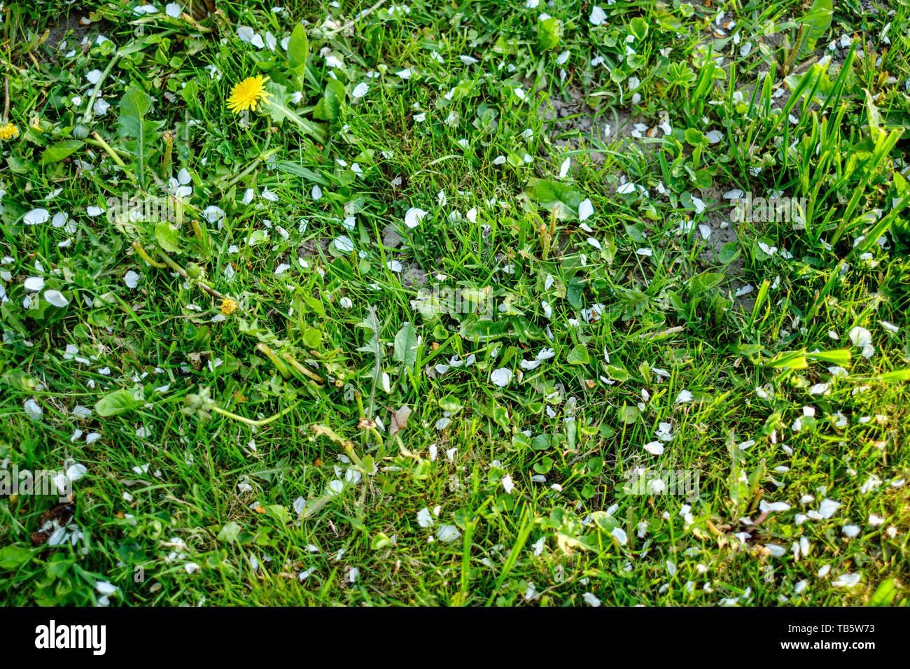 foliage leaf grass texture in green sunny summer time. nature ...