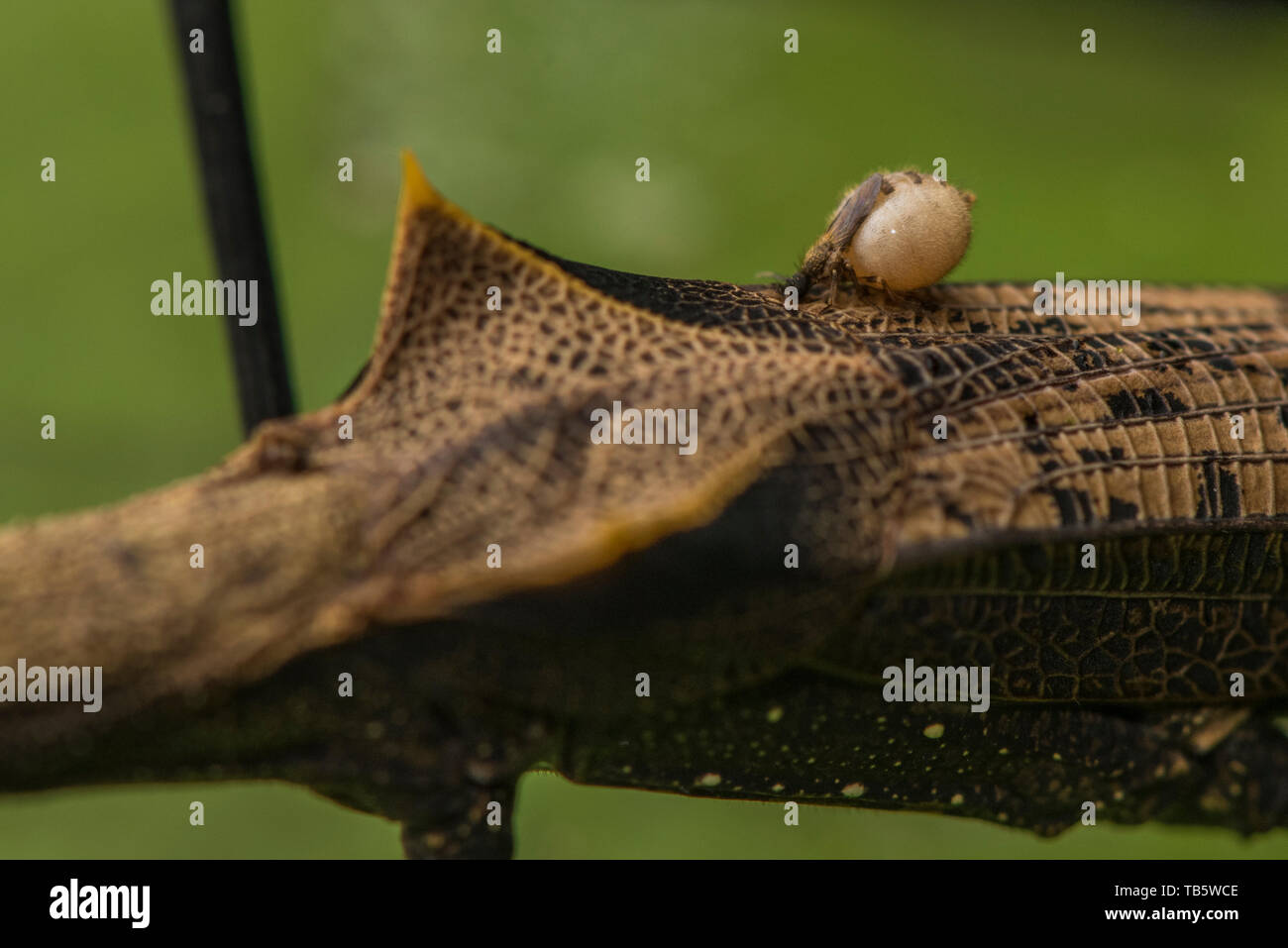 Walking stick insect hi-res stock photography and images - Alamy