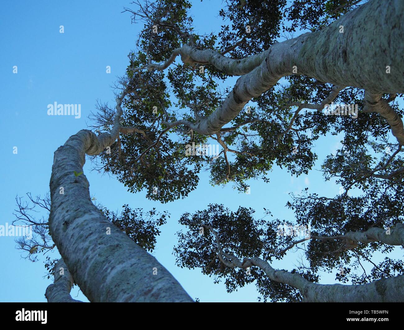 Strong growing large bush hi-res stock photography and images - Alamy