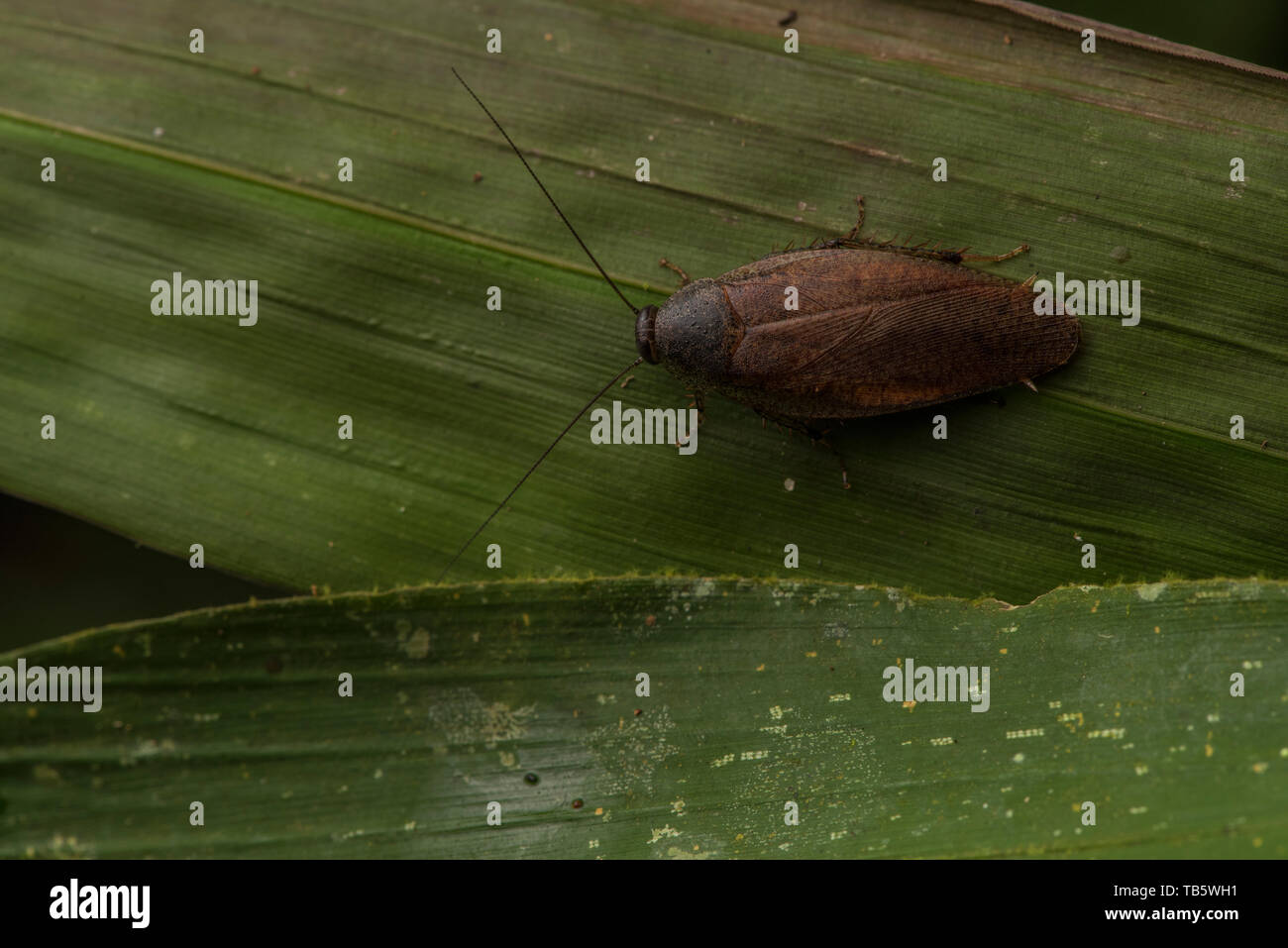 A small tropical cockroach from cuyabeno wildlife reserve in the ...