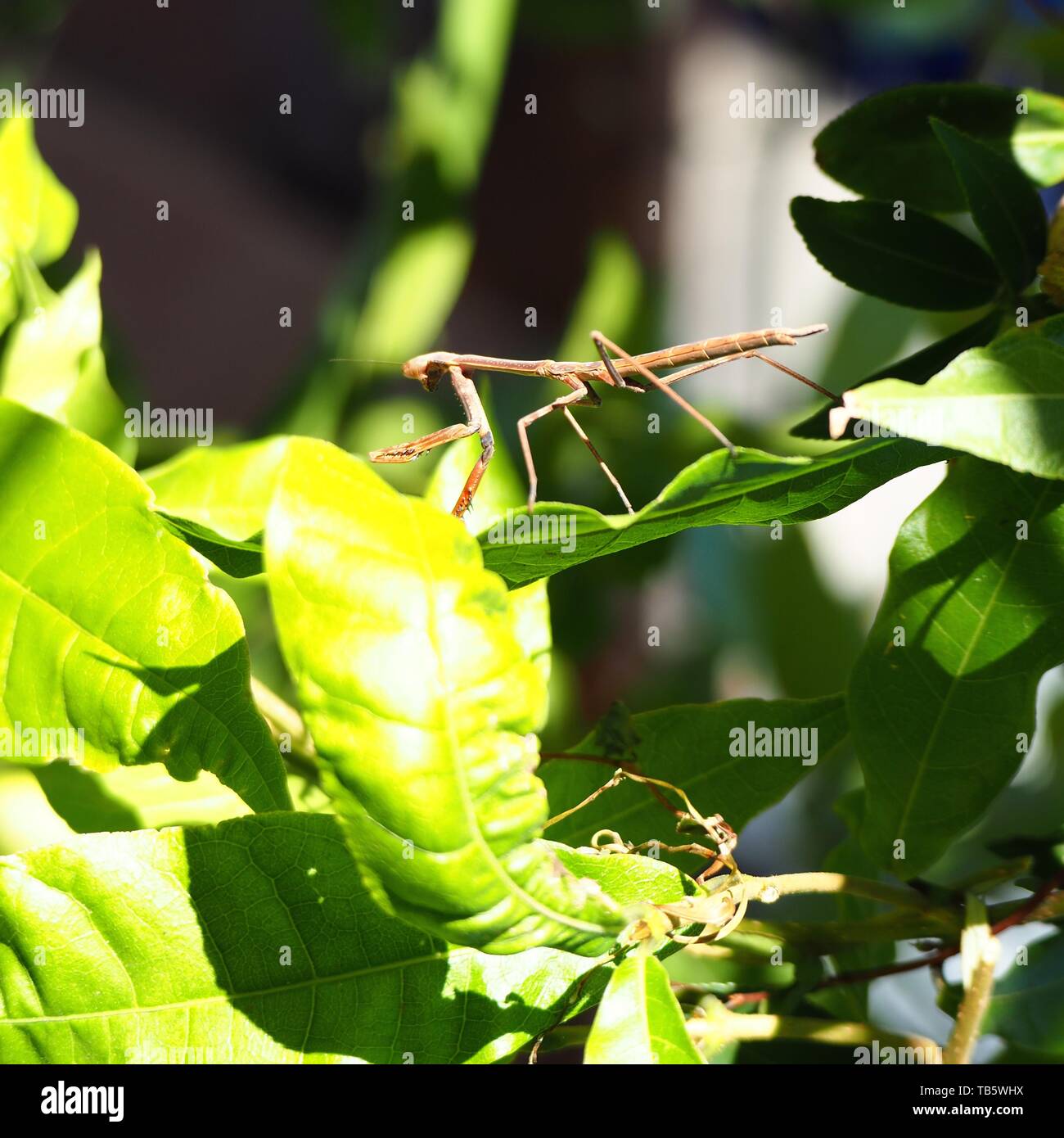 Praying Mantis insect on a leaf in the green leafy garden Stock Photo ...