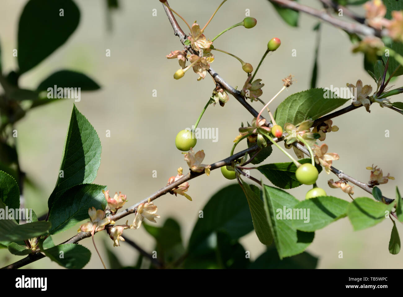 Cherry tree unripe fruit hi-res stock photography and images - Alamy