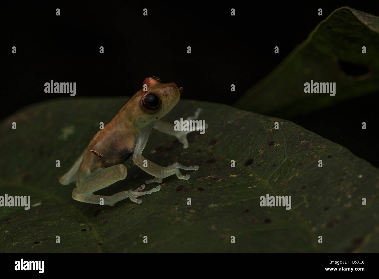 A tiny baby tree frog (Boana sp) from the Amazon rainforest in cuyabeno ...